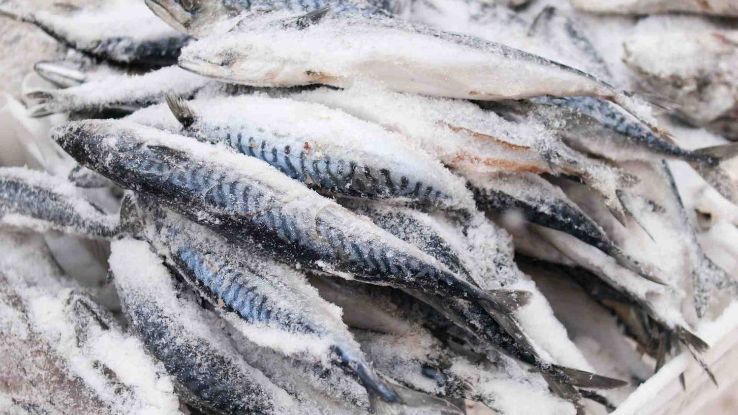 FROZEN FISH – justcaught.co.uk